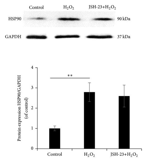 Effect Of Geldanamycin And Jsh 23 On H2o2 Induced Nf κ B P65 And Hsp90