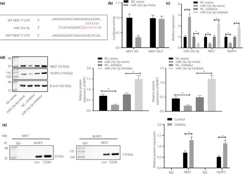 Micro‐ribonucleic Acid Mir ‐23a‐3p Negatively Targets Nima‐related