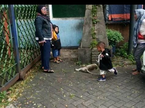Berita Dan Informasi Monyet Liar Di Malang Terkini Dan Terbaru Hari Ini