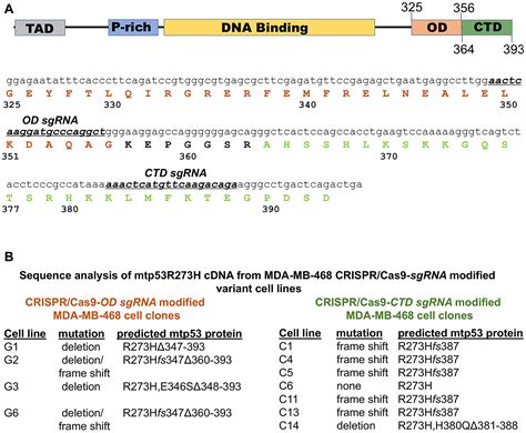 Replication Stress Sensitivity In Breast Cancer Cells Oncotarget