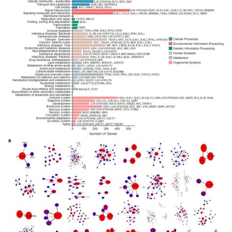 A Kegg Classification Map Of Degs Kegg Categorization Of The Degs In
