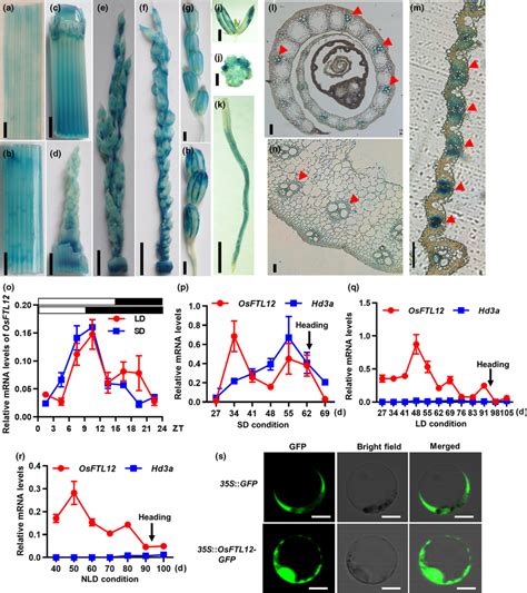 Spatio‐temporal Expression Patterns Of Osftl12 A N Gus Staining In