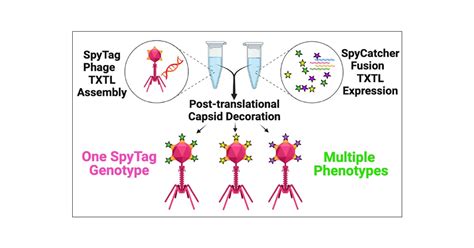Spyphage A Cell Free Txtl Platform For Rapid Engineering Of Targeted