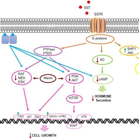 Schematic Representation Of Somatostatin Receptor Signalling Pathways
