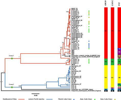 The Bayesian Phylogenetic Tree Of The P Vulgaris Population Based On