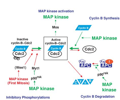 The Interactions Between Map Kinase And Cyclin B Cdc2 Kinase In