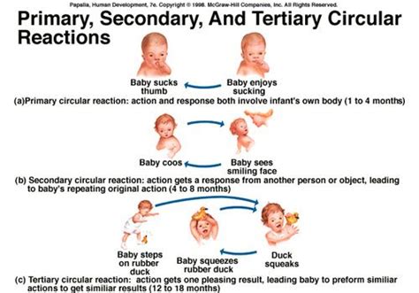 piaget circular reactions cognitive development pediatric nursing