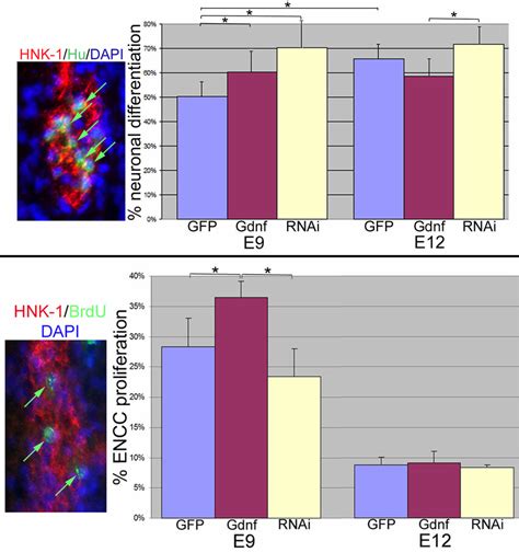 Gdnf Induces Premature Neuronal Differentiation And Promotes Encc