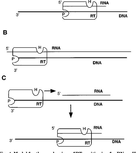 Figure 1 From Helix Structure And Ends Of Rna Dna Hybrids Direct The