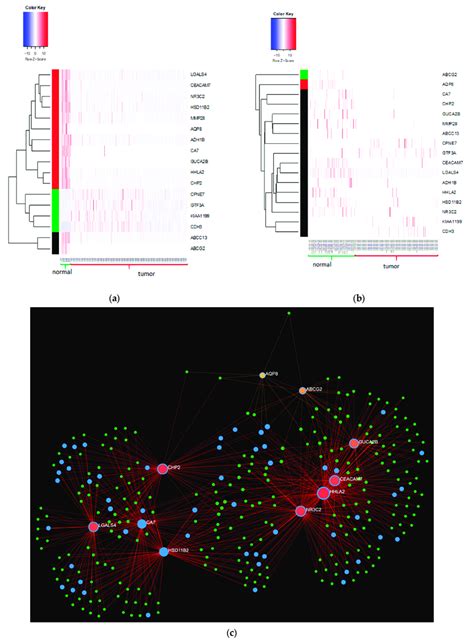 A Shows The Heatmaps For The 17 Genes In The Bulk Rna Sequencing
