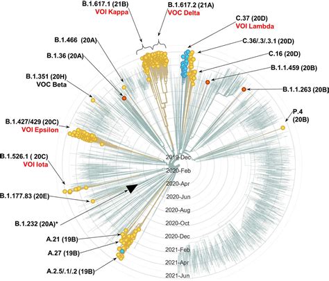 Acquisition Of The L452r Mutation In The Ace2 Binding Interface Of