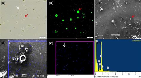 Interaction Of Ptnp And Hemocytes A Bright Field Image Of Hemocytes