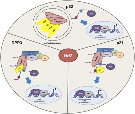 The Emerging Role Of The Nrf2–keap1 Signaling Pathway In Cancer