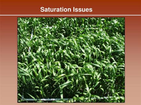 Ppt Nitrogen Use Efficiency Meeting Powerpoint Presentation Free
