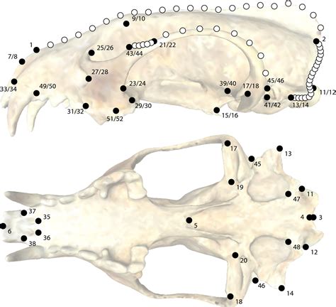 Sex‐specific Ontogenetic Patterns Of Cranial Morphology Theoretical