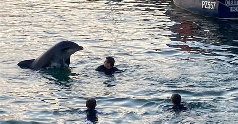 Swimmers Warned About Sexually Aggressive Dolphin Roaming Cornwall