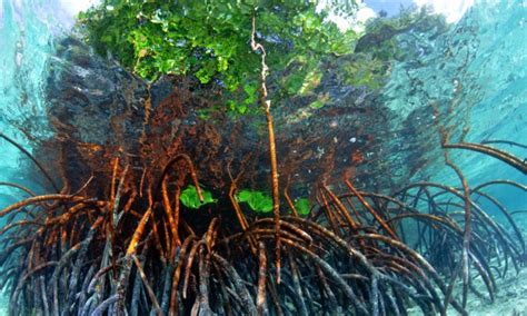 Nature Based Solutions And Ecosystems Restoration Geneva Nature Based