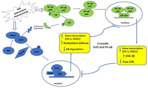 Modulation Of Nrf2 And Nf κb Signaling Pathways By Naturally Occurring