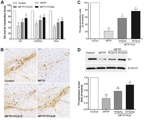Neuroprotective Effects Of Protocatechuic Aldehyde Through Plk2 P Gsk3β