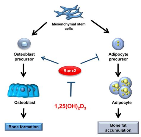Ijms Free Full Text Downregulation Of Runx2 By 1 25