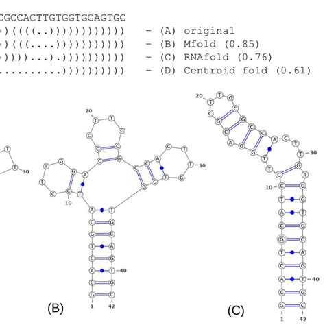 Pdf Prediction Of The Secondary Structure Of Short Dna Aptamers