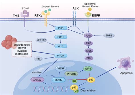 The Functions Of Alk And Pi3k Akt Mtor And Ras Mapk Pathways In Nb Alk