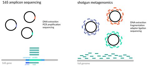 Amplicon Sequencing Solution For Targeted Amplicon Se