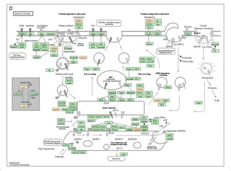 The Marked Kegg Metabolic Pathway Map By Red Points W