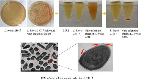 Frontiers Nano Selenium Enriched Probiotic Lactobacillus Enhances