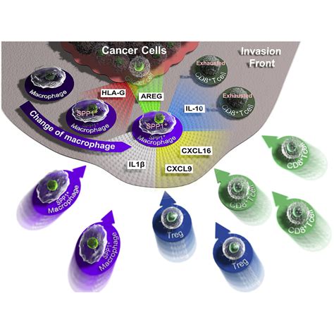 Spatial And Single Cell Transcriptomics Decipher The Cellular