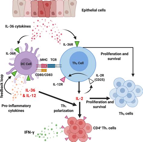 The Role Of Il 36 On Dendritic Cells Dcs And Cd4⁺ Naïve T Cells
