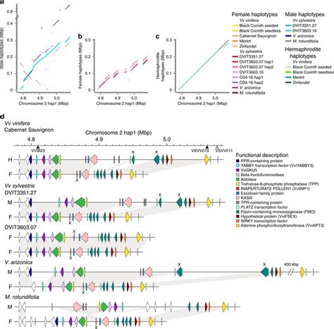Sex Linked Structural Variants And Their Impact On Gene Download