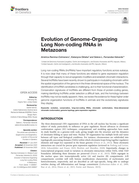 Pdf Evolution Of Genome Organizing Long Non Coding Rnas In Metazoans