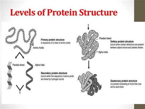 Macromolecules And Enzymes Ppt Notes