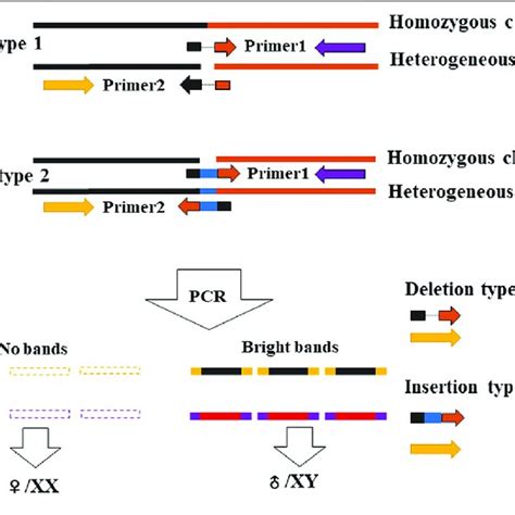 schematic diagram of design principles of the sex specific marker