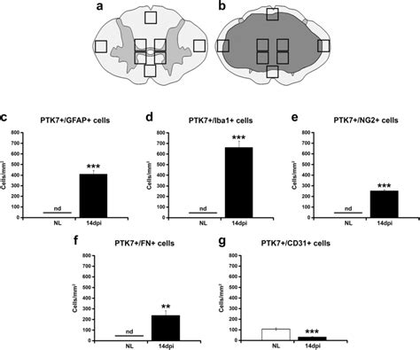 Cell Count Of Ptk7 Cells In The Non Lesioned Nl And Lesioned Rat