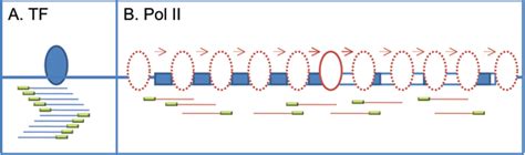 Schematics Of Chip Seq Derived Dna Fragments Targeting Transcription
