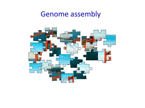 Ppt Genome Assembly Powerpoint Presentation Free Download Id 3465110