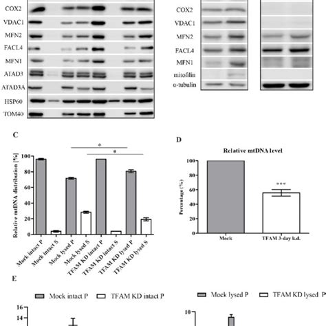 5 And 6 Days After Tfam Knockdown The Mam Protein Levels Start To