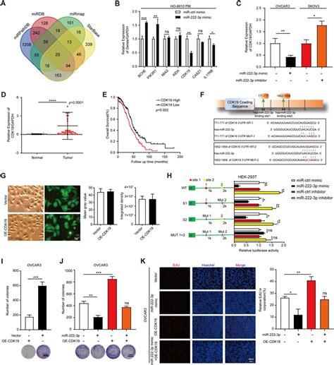 Mir 222 3p Directly Suppresses Cdk19 Expression By Binding To Its