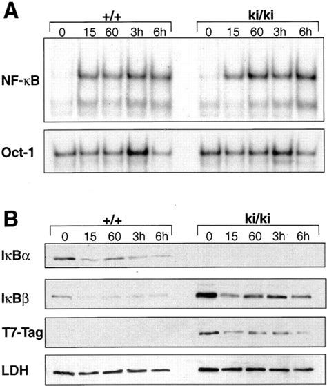Signal Dependent Nf B Activation In Ki Ki Thymocytes A Nf B Binding