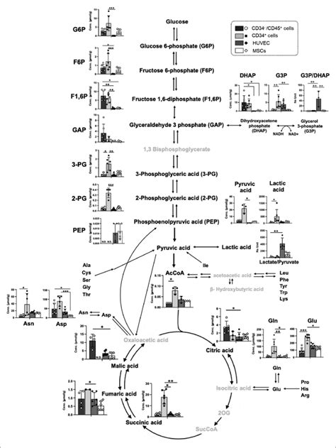 Central Metabolic Pathway Map And Comparative Visualization Of Involved