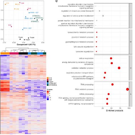 Global Proteomic Profiling Of C16 Treated Ipsc Cms Relative To
