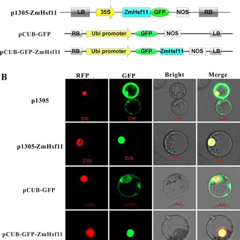 Subcellular Localization Of Zmhsf11 A Schematic Representation Of