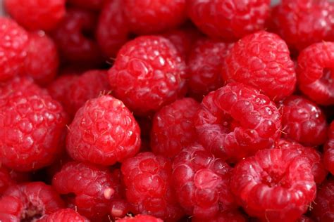 무료 이미지 식물 산딸기 과일 말린 씨앗 식품 빨간 생기게 하다 건강한 라즈베리 Frutti Di Bosco