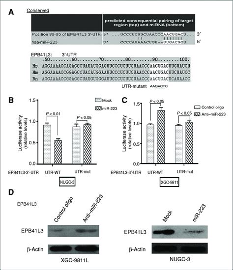 Mir 223 Posttranscriptionally Downregulates Epb41l3 Expression By