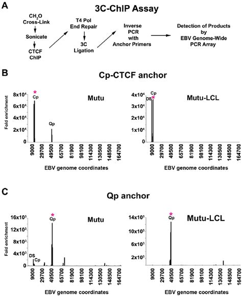 Chromosome Conformation Capture Chromatin Immunoprecipitation 3c Chip