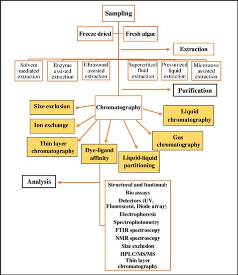 General Scheme Of Seaweed Extraction Purification And Further