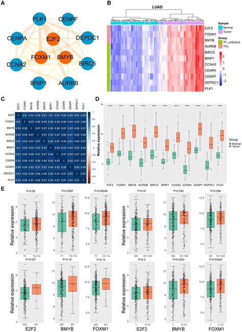 Luad Tf Network And Hub Genes A The Luad Module Tf Network Orange