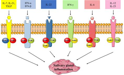 Main Cytokines Signaling Through Jak Stat Involved In Pss Pathogenesis